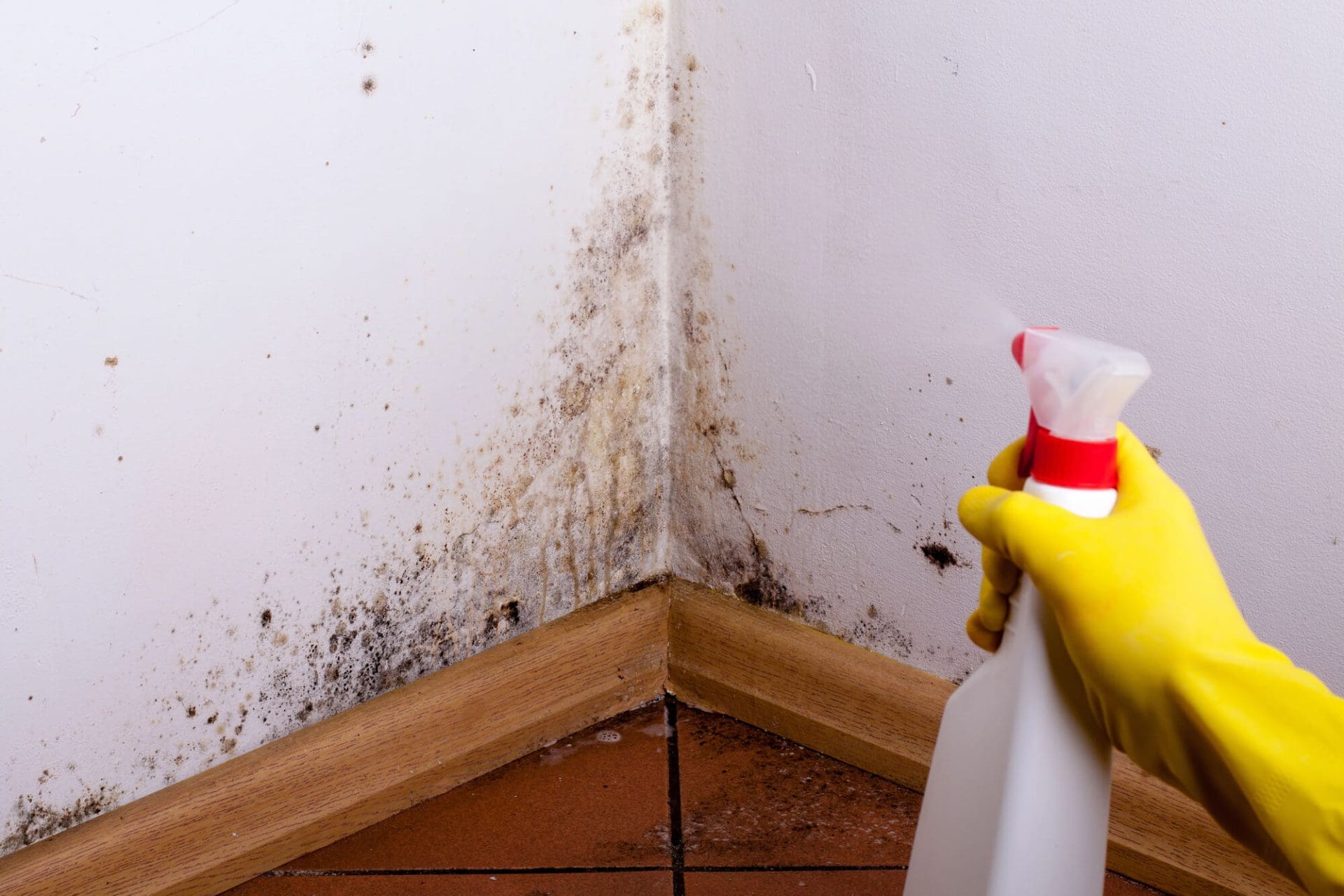 6 Things to Know About Mold in the Home | GoPro Home Inspections, LLC